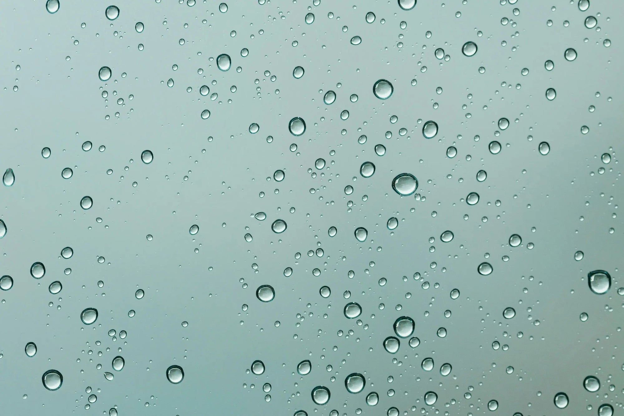 Embracing the Essence of Renewal: Rain and the Scent of Opportunity